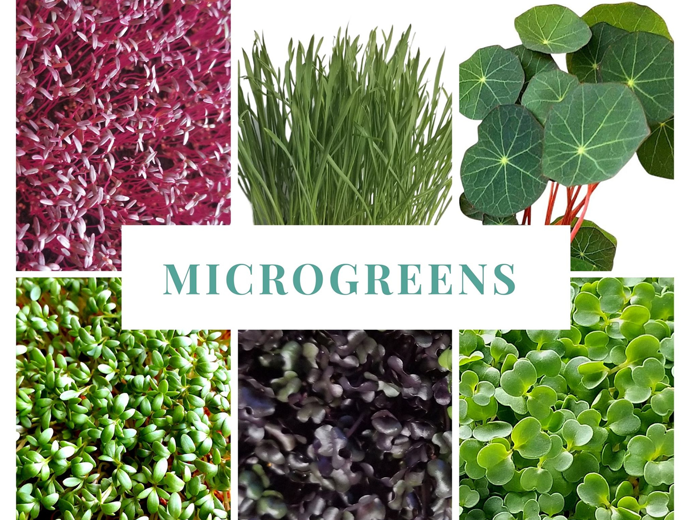 EcoGrow | Kickstarter on Hyperstarter